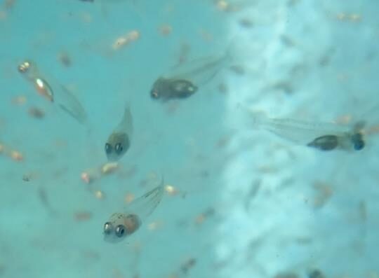 Peces - Alimentación - Catálogo - Aquaintech